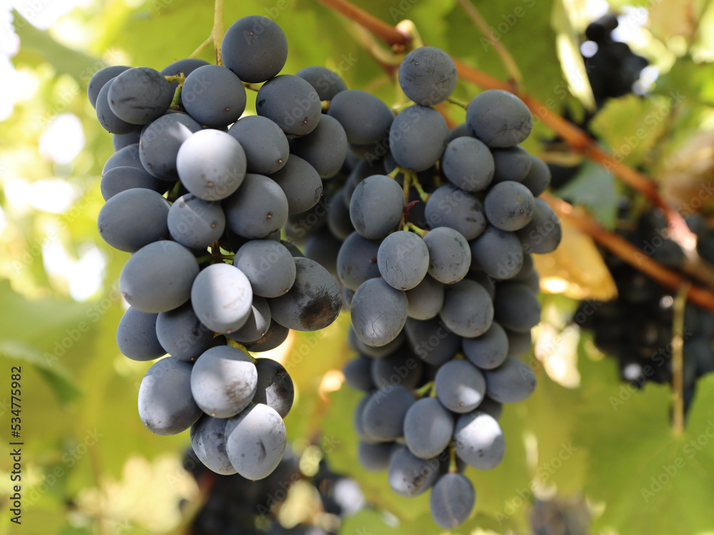 Amid the lush foliage of the grapevine, ripe clusters of grapes hang ...