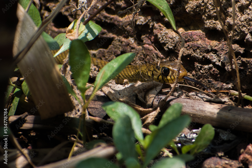 Ptyas mucosa, commonly known as the oriental ratsnake, Indian rat snake ...