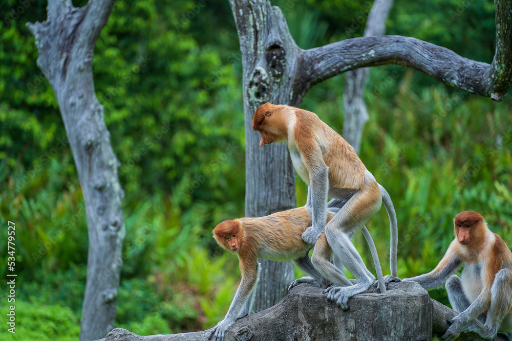 Pair of wild Proboscis monkeys makes love in the rainforest of island ...