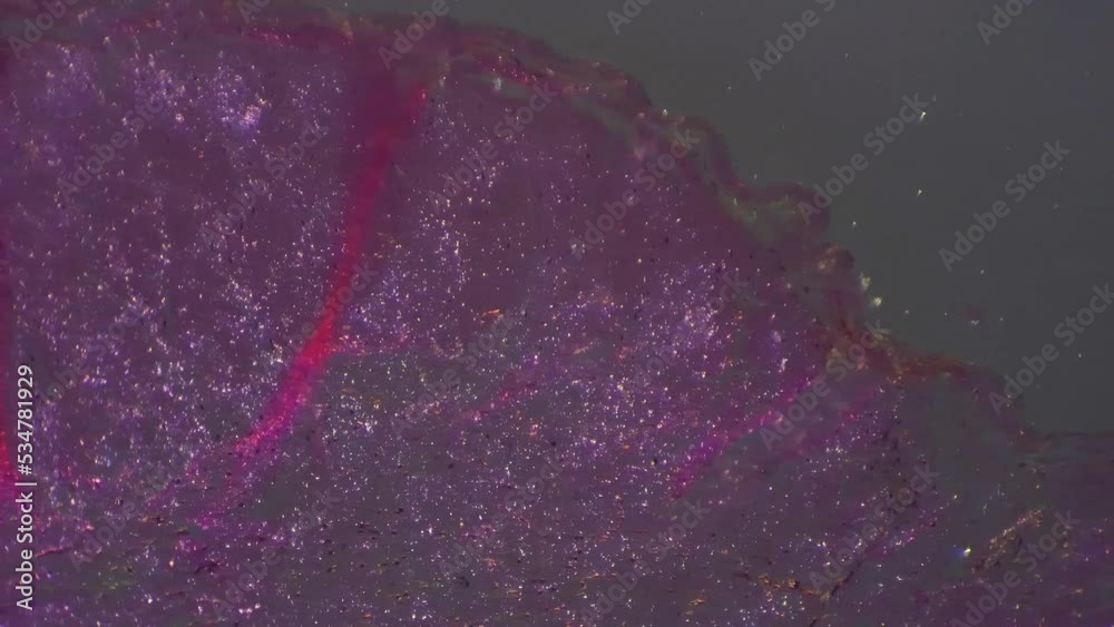 Dense connective tissue with tendon in longitudinal section filmed with ...