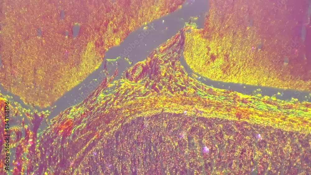 Isolated macro static image of smooth human muscle under microscope ...