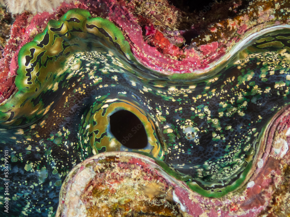 The maxima clam (Tridacna maxima), also known as the small giant clam ...