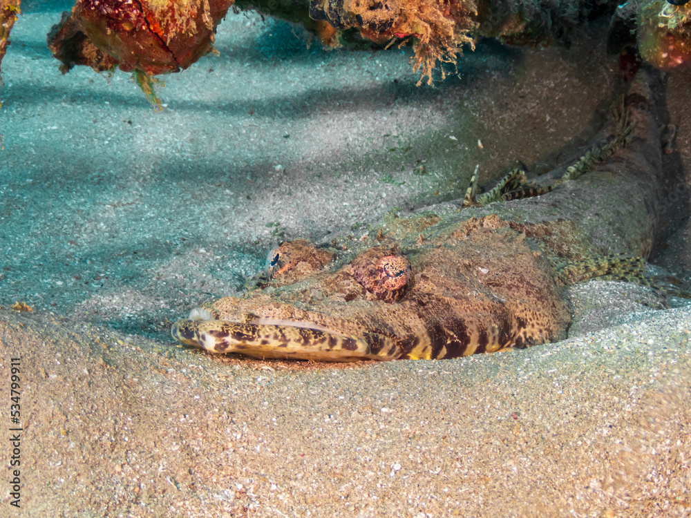 Tentacled flathead or crocodilefish (Papilloculiceps longiceps), at the ...