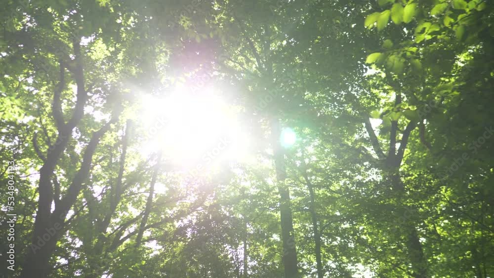 Sunlight popping through Tree Canopy in English Woodland Stock Video ...