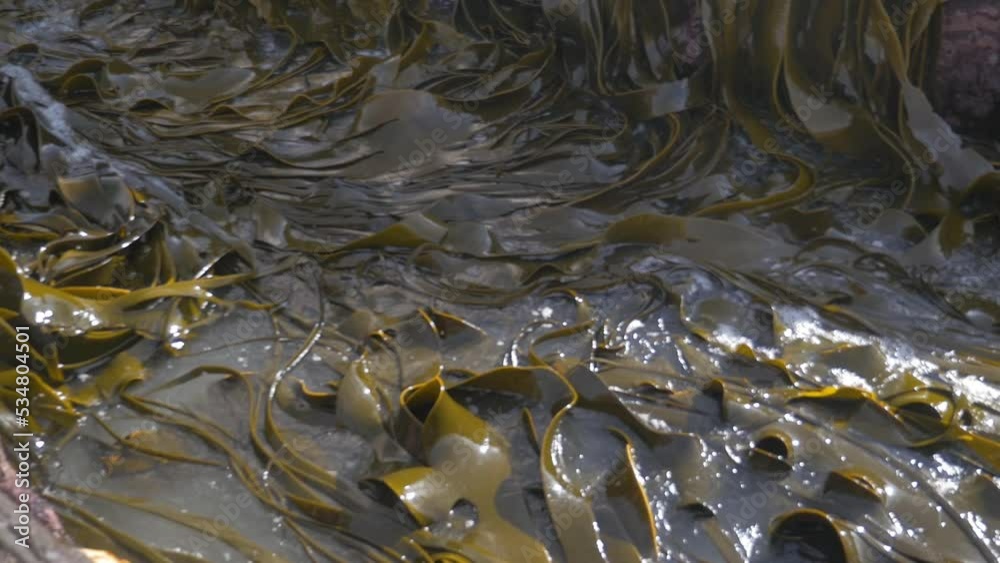 Big algae floating on the sea water, in New Zealand Stock Video | Adobe ...