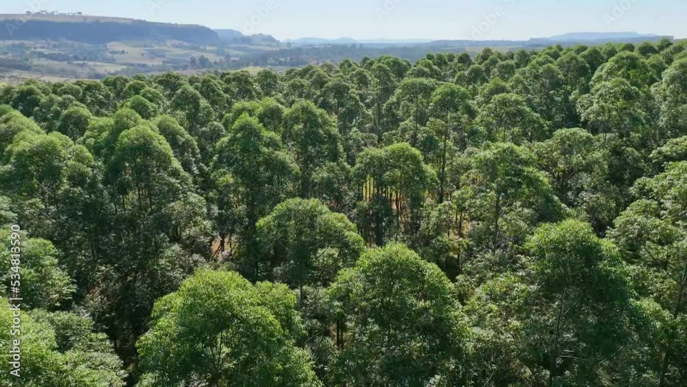 Eucalyptus Trees At Sorriso Mato Grosso Brazil. Farmland Vastness ...