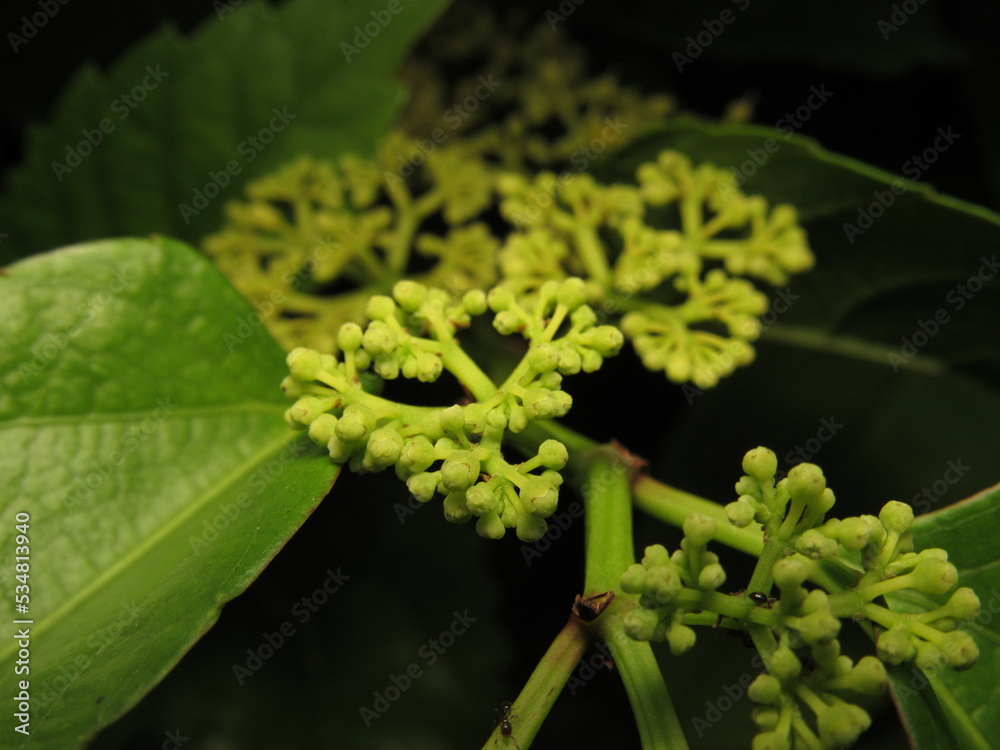 Cissus verticillata, the princess vine or seasonvine, is an evergreen ...