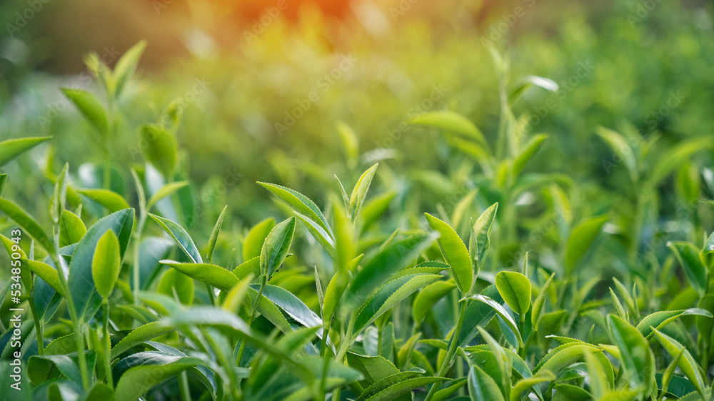 Green tea tree leaves field Fresh young tender bud herbal in farm on ...