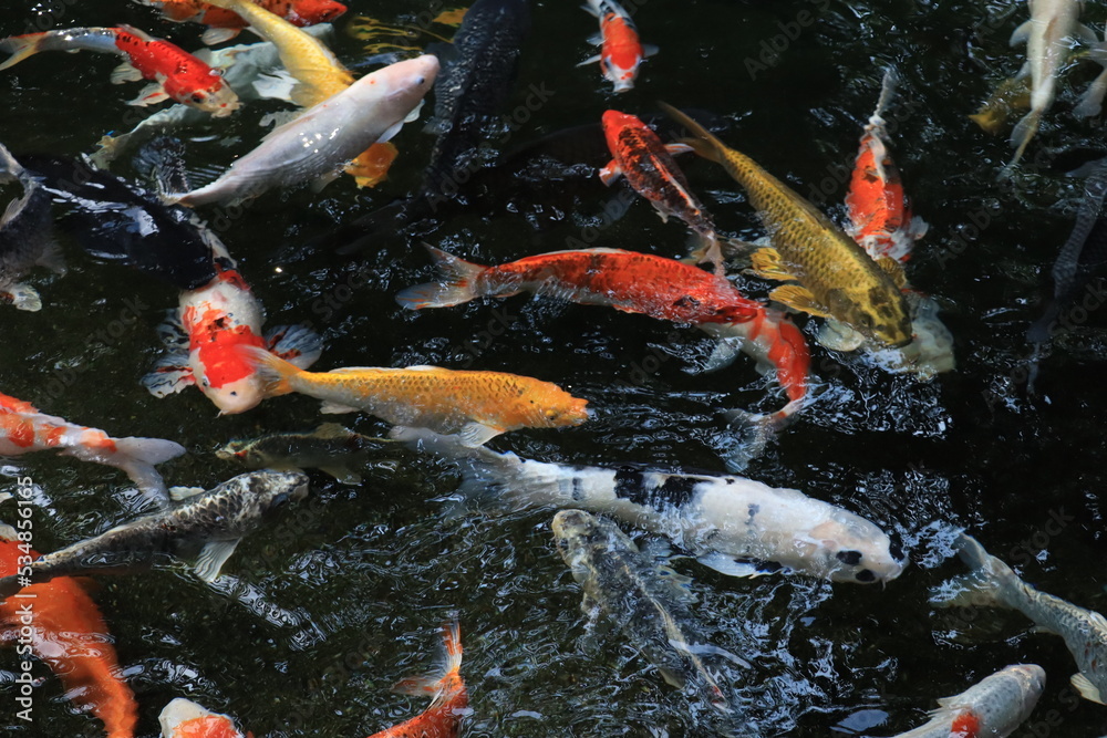koi Stock Photo | Adobe Stock
