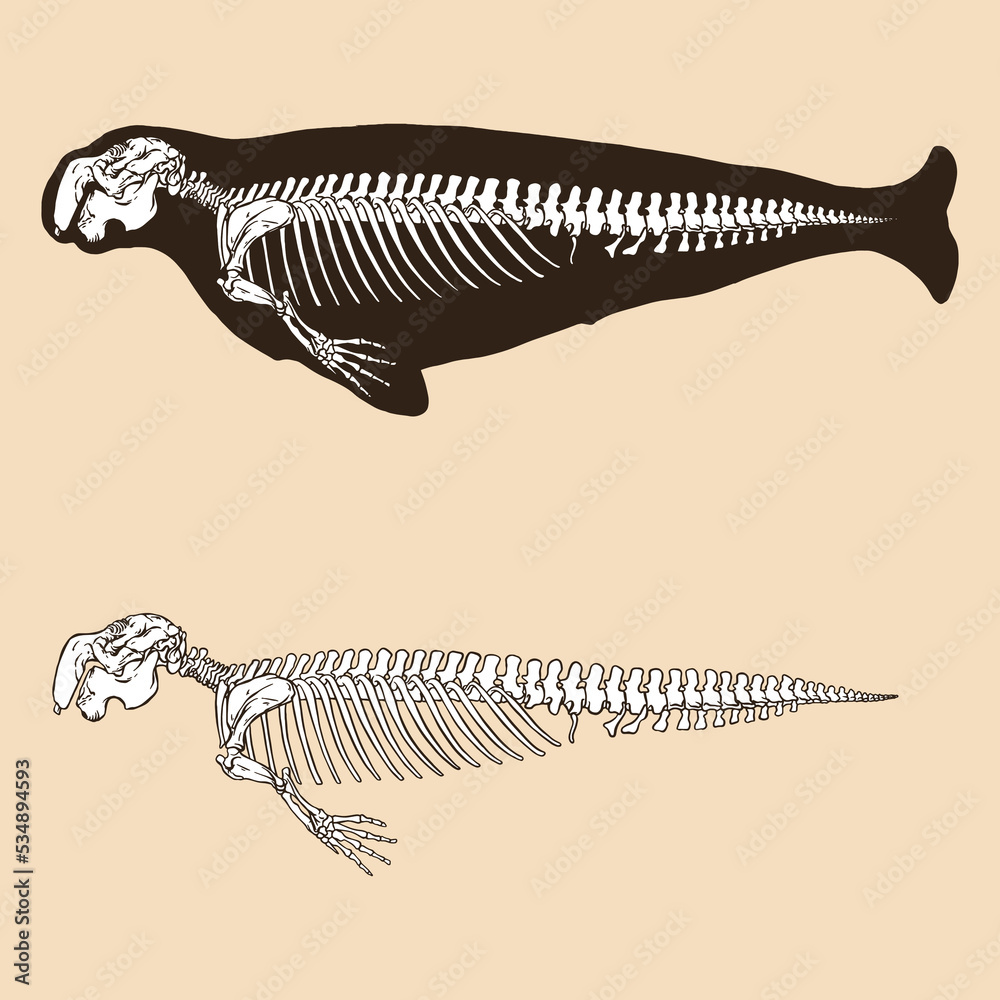 Skeleton dugong vector illustration animal Stock Vector | Adobe Stock