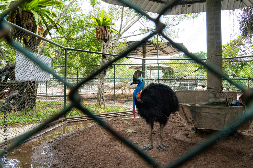 Helmeted cassowary, or common cassowary or southern cassowary ...