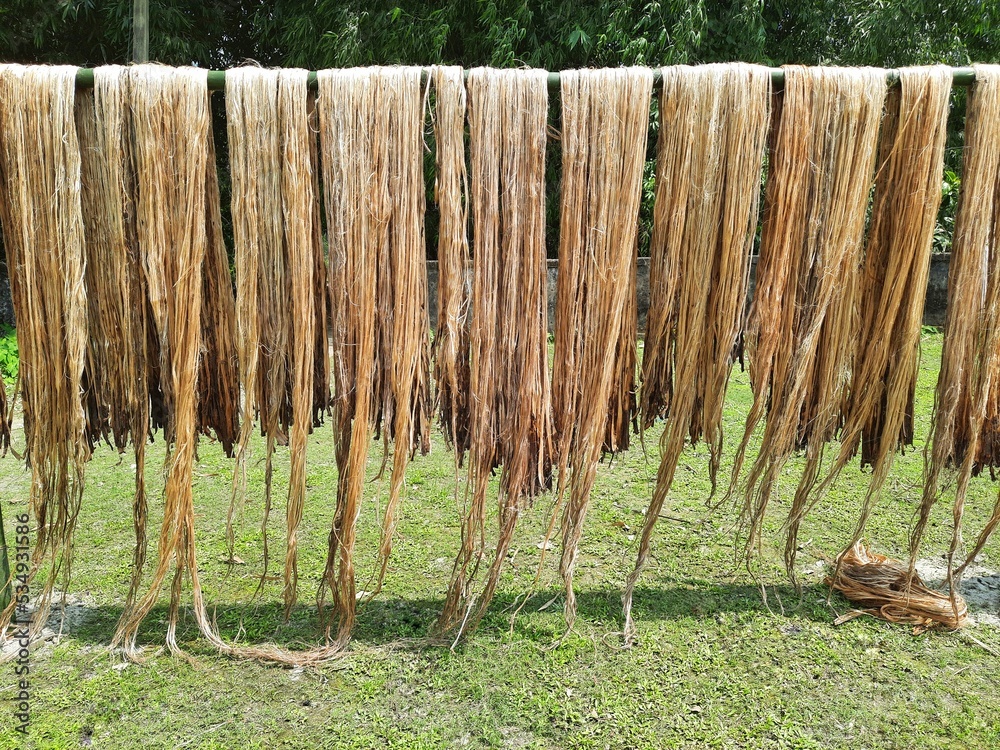 Raw jute fiber hanging under the sun for drying. Jute cultivation in Assam, India. Jute is known ...