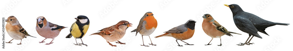 Collection of the most common European birds, isolated on transparent ...
