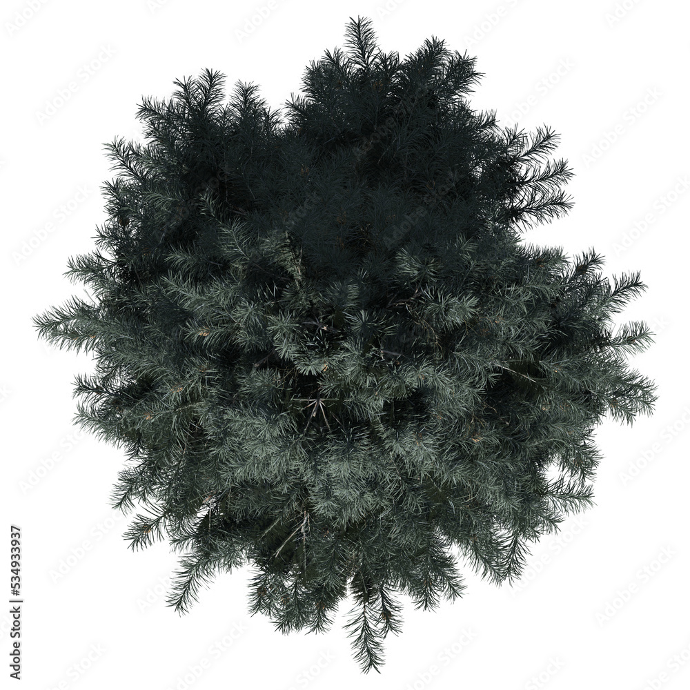 Blue Spruce Tree - Top View Stock Illustration | Adobe Stock