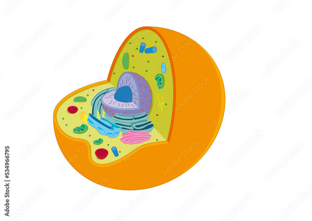 animal cell schema anatomy of an animal isolated on white vector celula animal Stock Vector ...