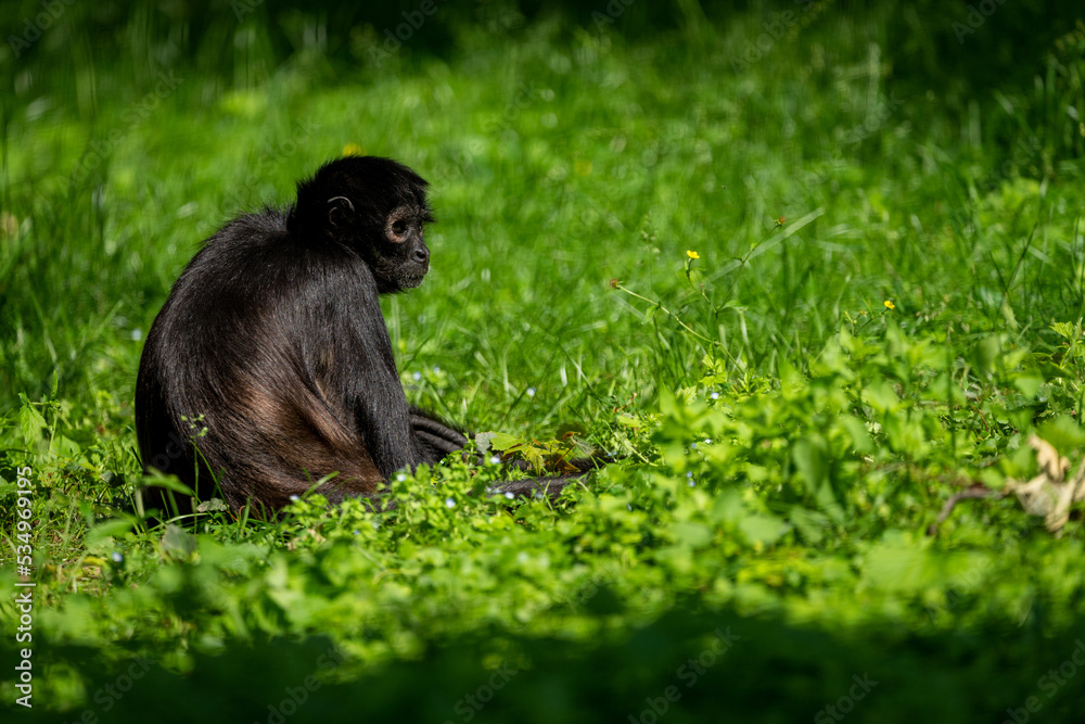 Stockfoto Mexican spider monkey (Ateles geoffroyi vellerosus). Cute and ...