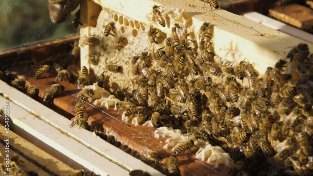 Beekeepers work with bees in the hives to produce honey Stock Video ...