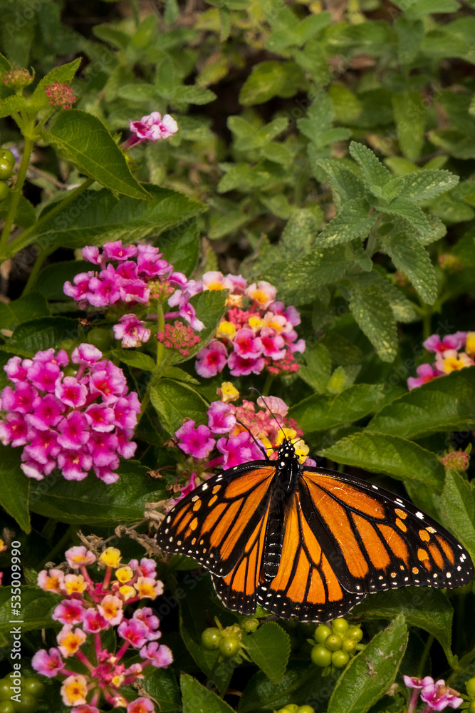 Migrating Monarch Butterfly pausing in Cape May NJ while heading south ...