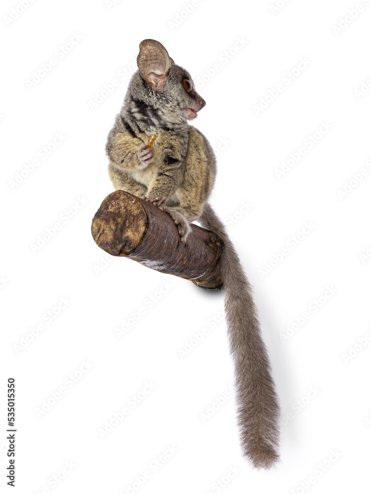 Adorable South African Bushbaby aka Galago Moholi or nagapie, sitting ...