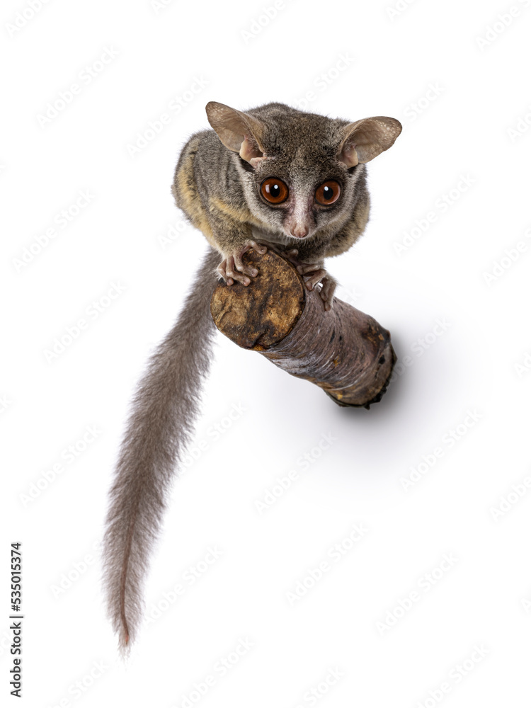 Adorable South African Bushbaby aka Galago Moholi or nagapie, sitting ...