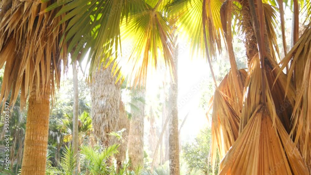 Stockvideo Juicy lush foliage of tropical trees in sunny jungle forest ...
