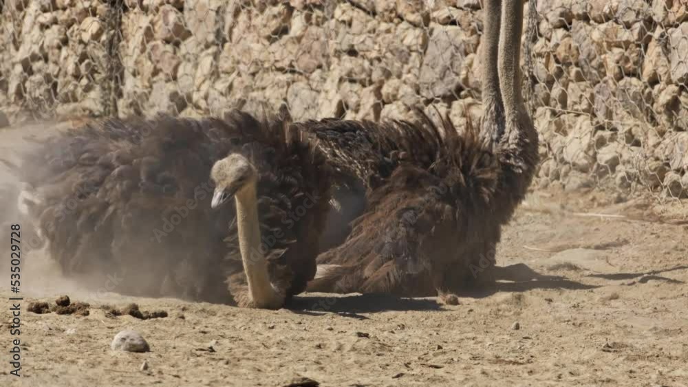 Itchy ostrich. An itchy ostrich lying on the sand. Ostrich scratching ...