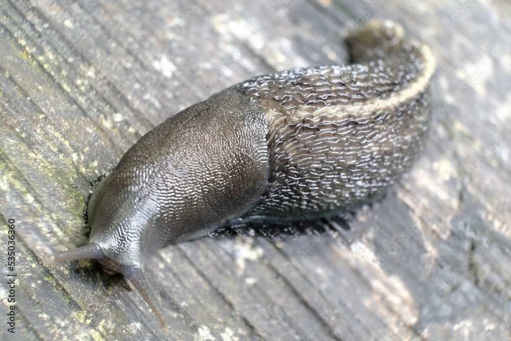 Close up of snail Limax cinereoniger, the keelback slugs. This is the ...