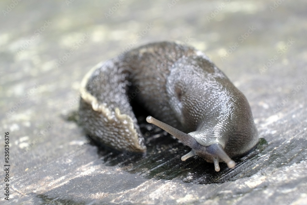 Foto de Close up of snail Limax cinereoniger, the keelback slugs. This ...