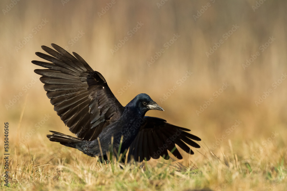 flying Bird Rook corvus frugilegus landing, black bird in winter time ...