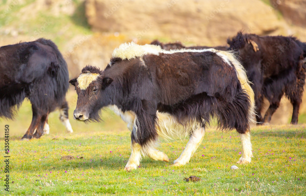 A herd of yaks graze in the mountains. Himalayan big yak in a beautiful ...