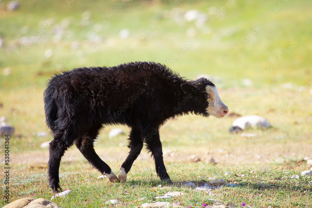 A herd of yaks graze in the mountains. Himalayan big yak in a beautiful ...
