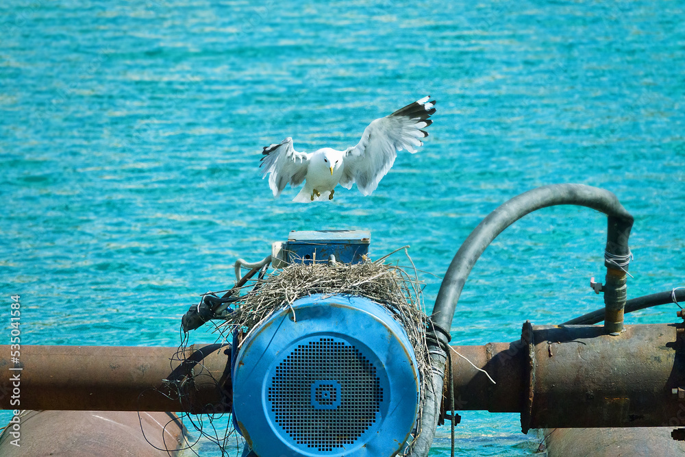 Extremely unusual house. Common gull (Larus canus) built nest on ...