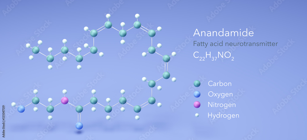 anandamide, molecular structures, Fatty acid neurotransmitter, 3d model ...