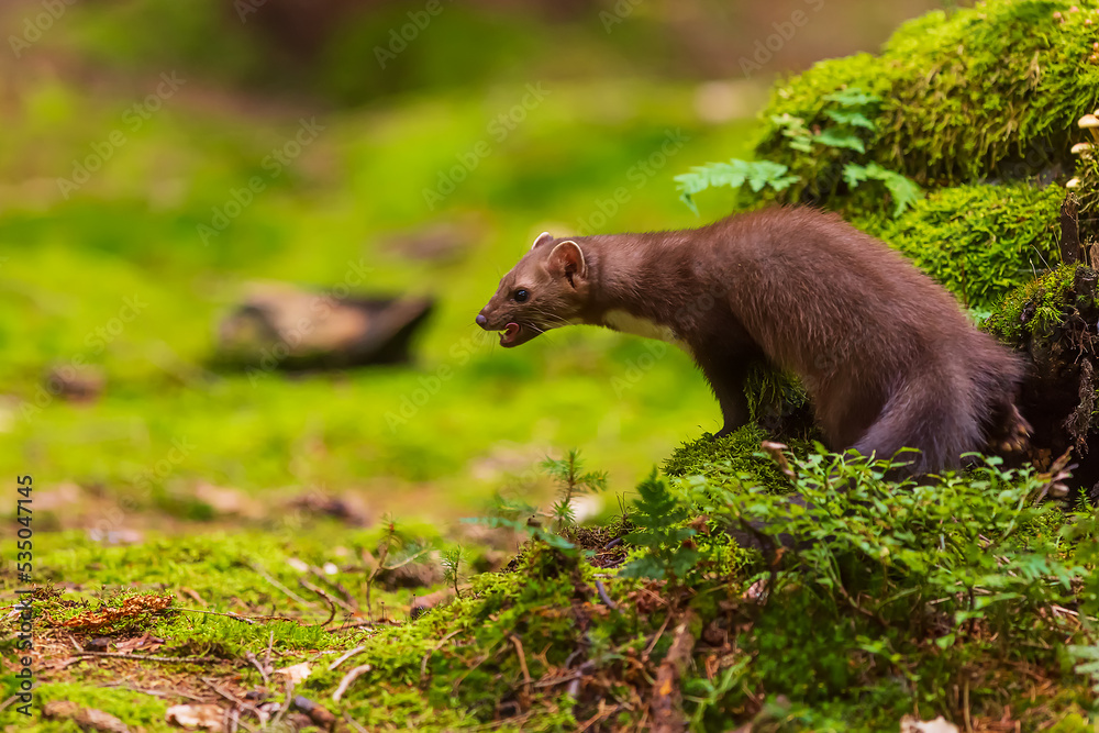 female beech marten (Martes foina), also known as the stone marten ...
