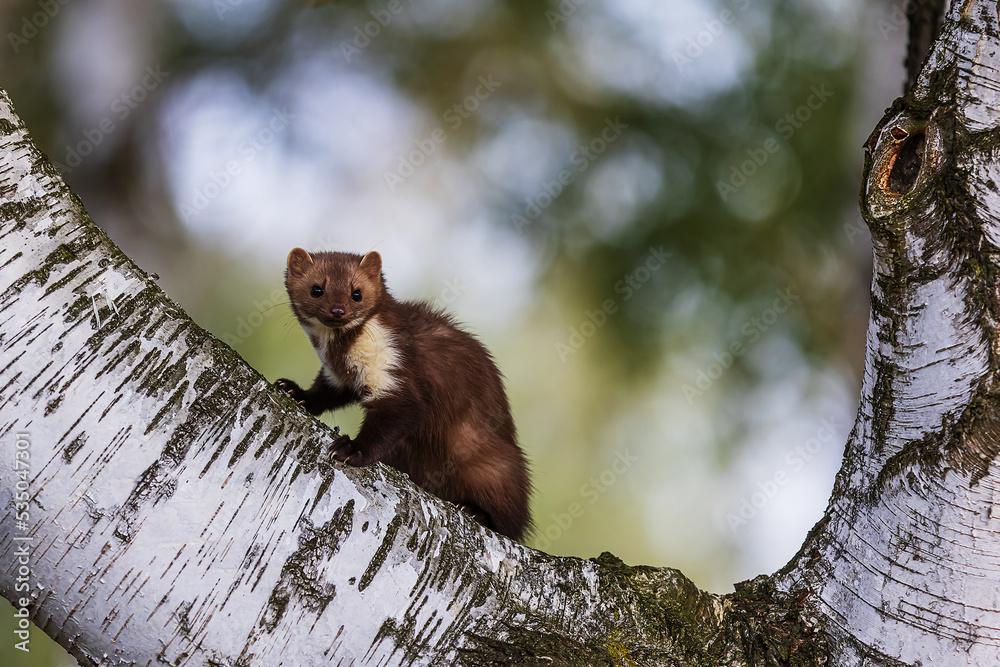 female beech marten (Martes foina), also known as the stone marten ...