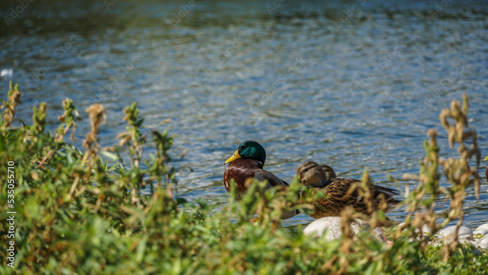 Pato común de cabeza verde Pato de Collar tienen la cabeza de color ...