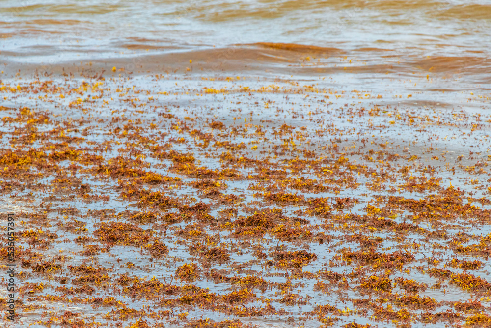 Very disgusting beach water with red seaweed sargazo Caribbean Mexico ...