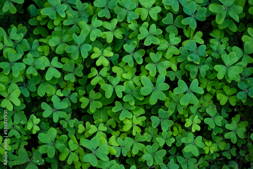 Beautiful green clover background. Natural background image showing a ...
