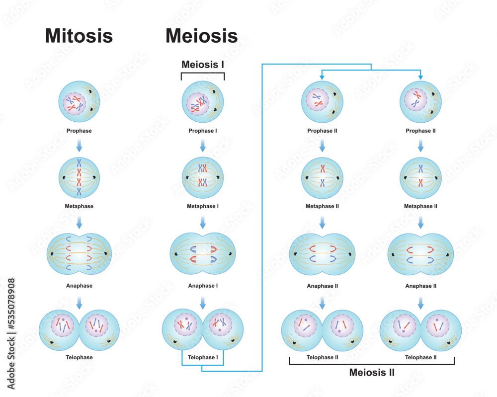 Scientific Designing of Differences Between Meiosis and Mitosis ...