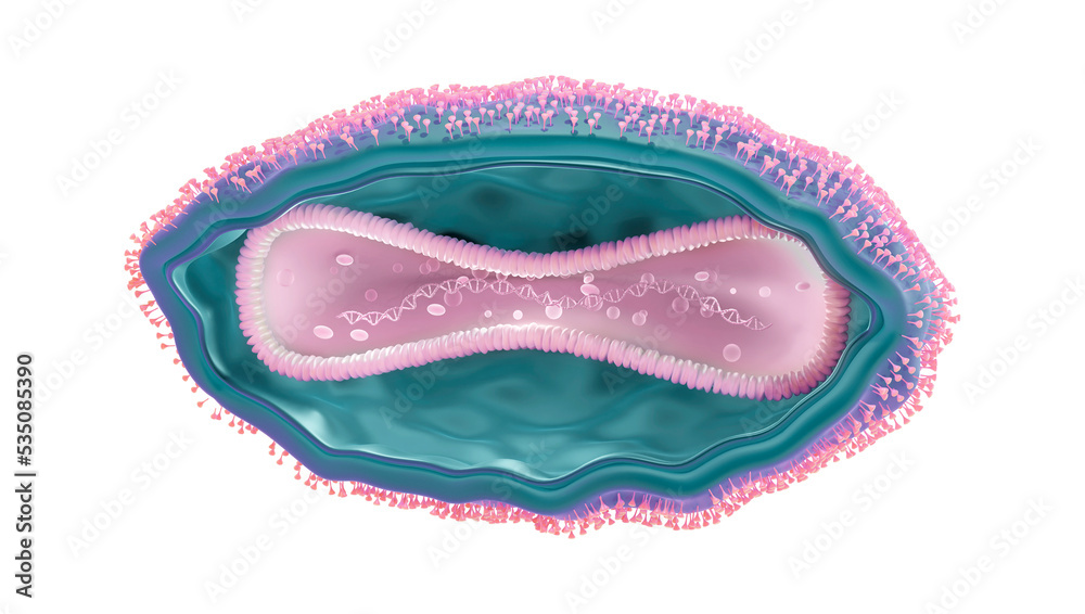Anatomy, cross section of a monkey pox virus or poxviridae with the ...
