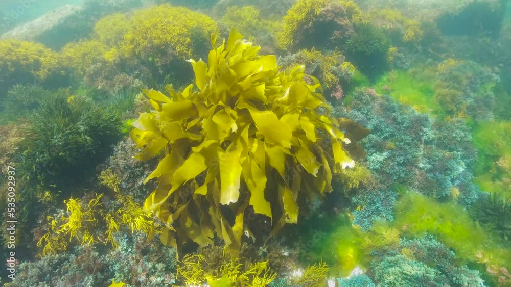 Algae on the ocean floor with golden kelp seaweed, underwater scene ...
