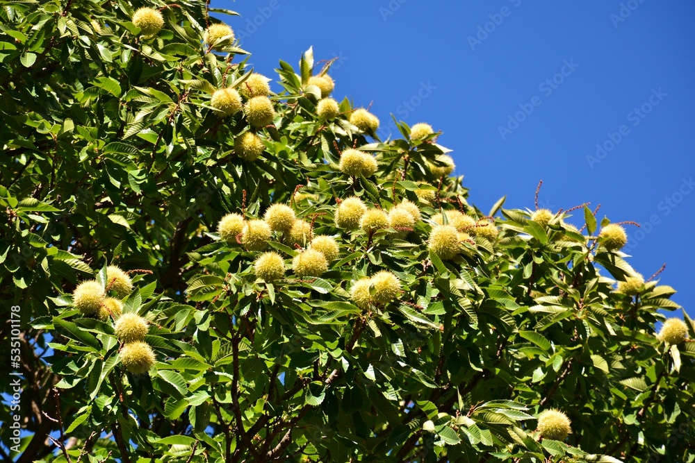 Ramas de castaño con frutos, erizos de castaño verdes Stock Photo ...