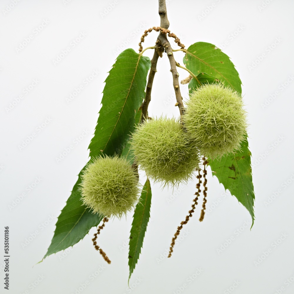 Foto de Rama del árbol del castaño con frutos, erizos de castaño verdes ...