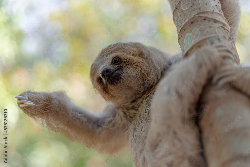 Costa Rican sloth hanging relaxed from a tree branch while playing ...