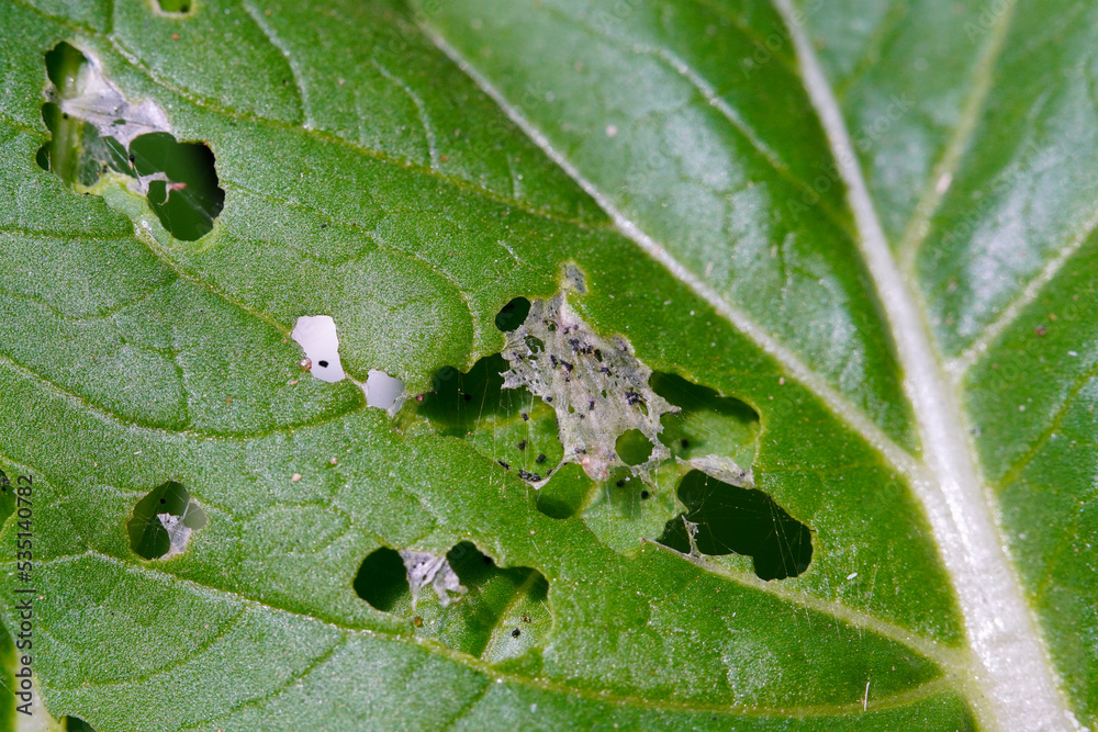Macro photo of hydroponic vegetable leaves infected with lice and mites ...
