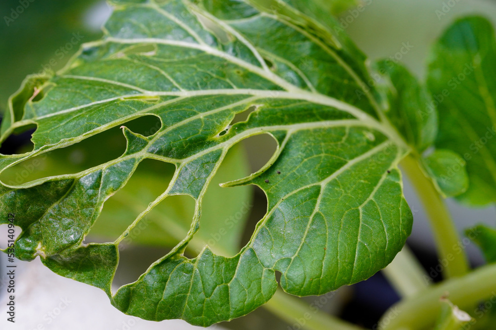 Macro photo of hydroponic vegetable leaves infected with lice and mites ...