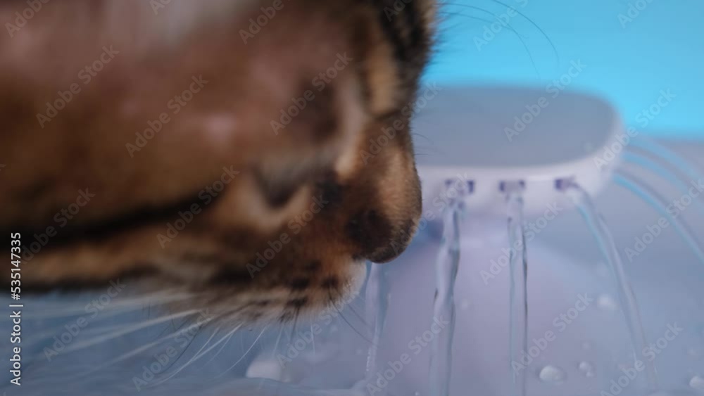 Close-up. The cat drinks water from the animal drinking fountain. Good ...