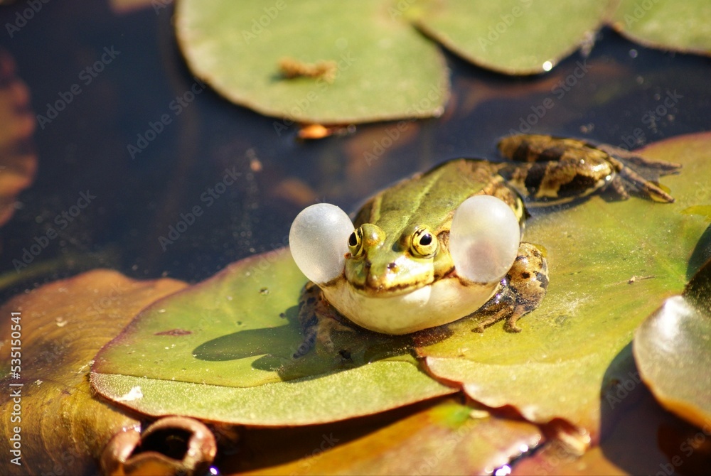 Photo & Art Print Vocal Sac Frog recycling the air coming from the ...