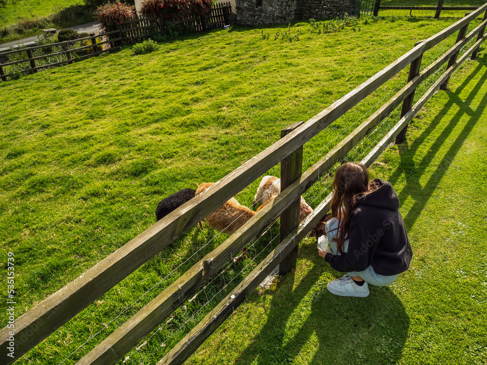 Teenager girl feeding barn animals in an open zoo. Active learning ...