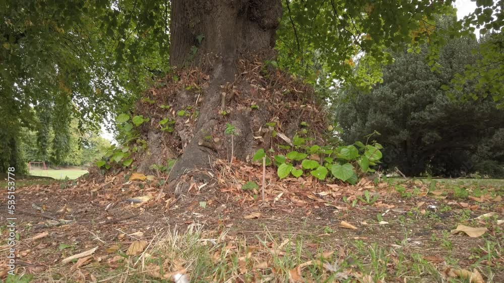 Fallen leaves and dried grass around the base of a tree marking the ...